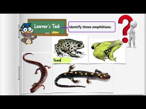Digital Lesson 4: Characteristics of Vertebrates