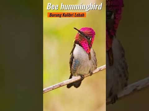 Bee hummingbird (Burung Kolibri Lebah) #burung #kolibri #kolibri #lebah