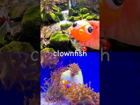 Learn Sea Animal Names at the Waterfall for Kids: Crab Zebra Shark Thornback Ray Lemon Shark