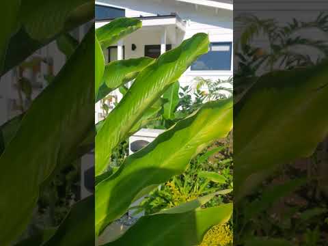 Book this Airbnb in Montego Bay Jamaica. https://abnb.me/w1mp0ilR1yb
