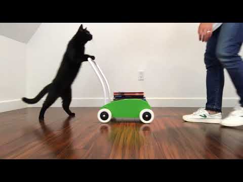 Welcome to Cat School - A School Just for Cats.