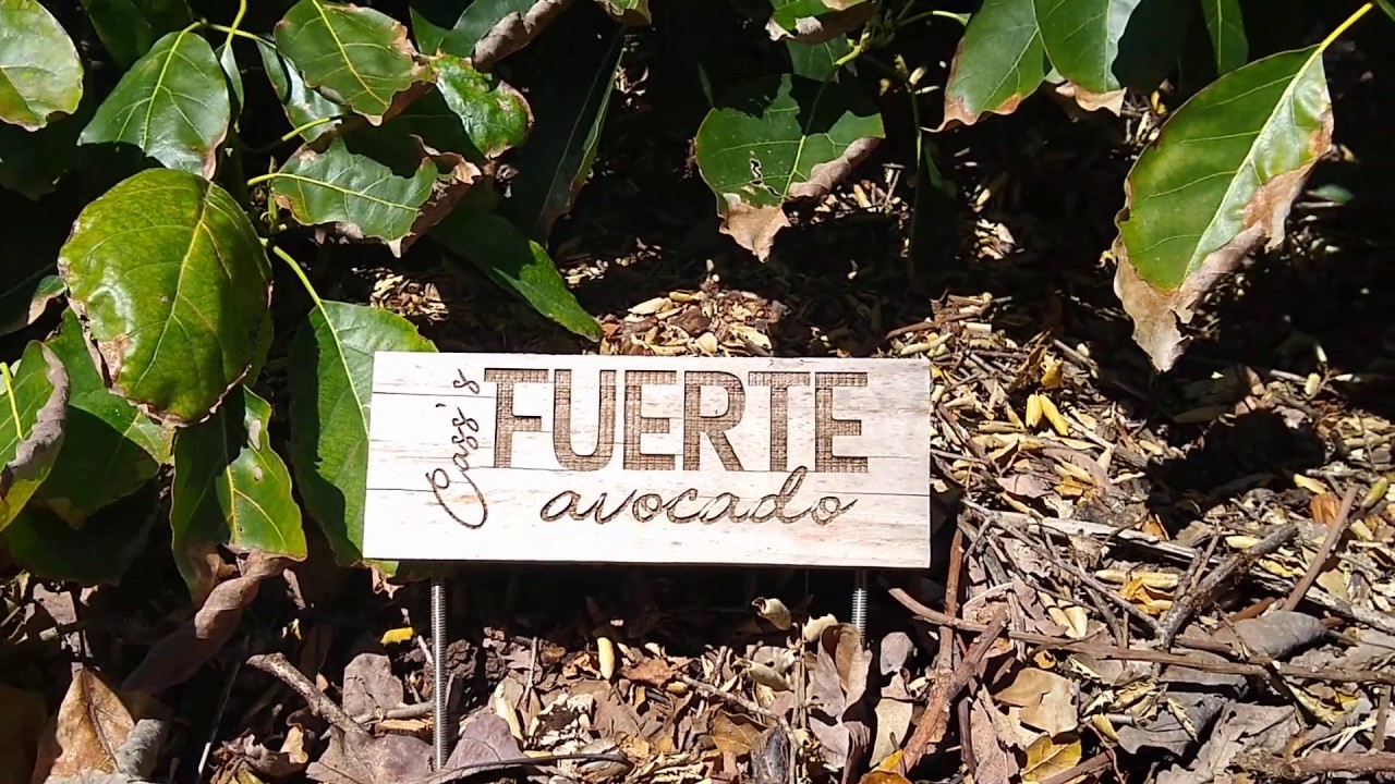 Fuerte avocado tree: a profile