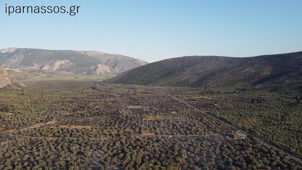 Αμφισσα: Βίντεο drone δείχνει την καταστροφή στον Παραδοσιακό Ελαιώνα ...