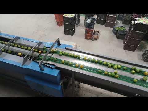 Fruit Sorting Machine Wholesalers & Wholesale Dealers in India
