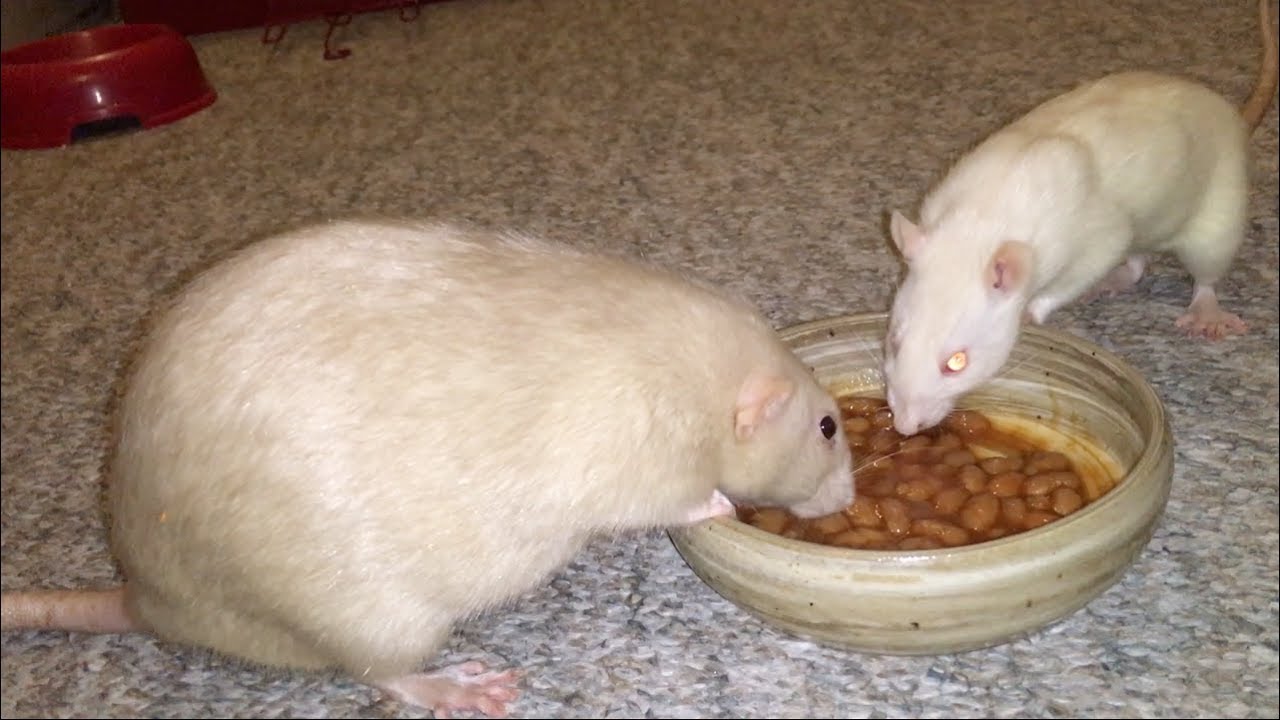 Rats vs Cooked Beans!