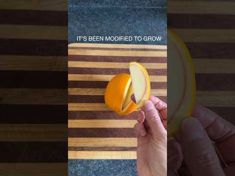 Genetically Modified Apple #genetics #apple #orange