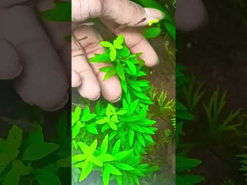 Staurogyne repens plant multiplication π