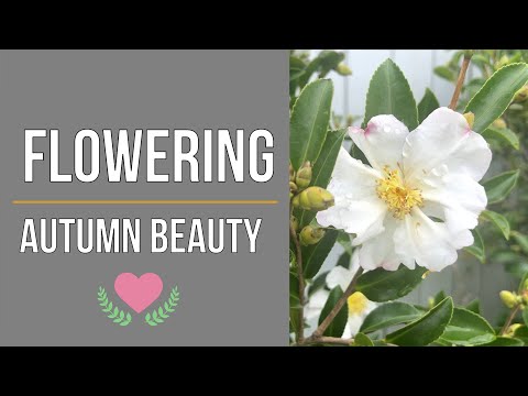 Camellia sasanqua 'Setsugekka' Autumn flowering plant of the week