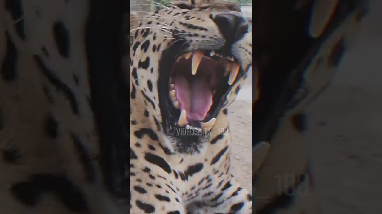 Cheetah Leopard Wallpapers Hd 2