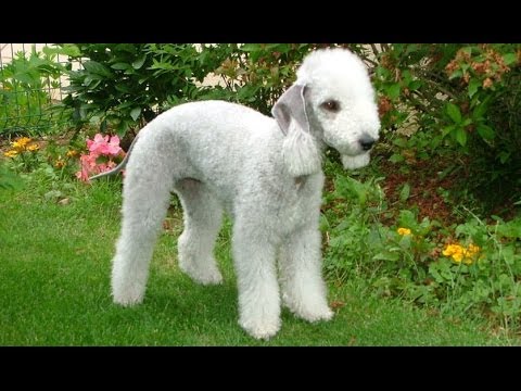 10 of World's Rarest Dog Breeds