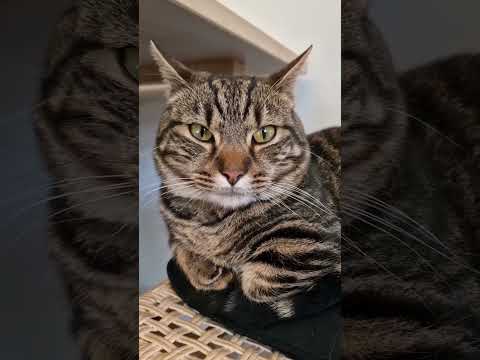 Name my cat #cat #shorts #cute #bengal