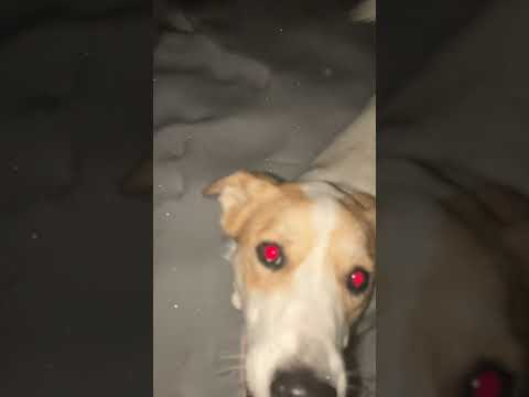 Why does my dog have red eyes????