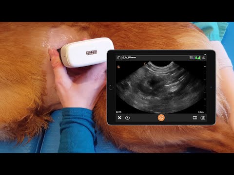 Canine: Intestines