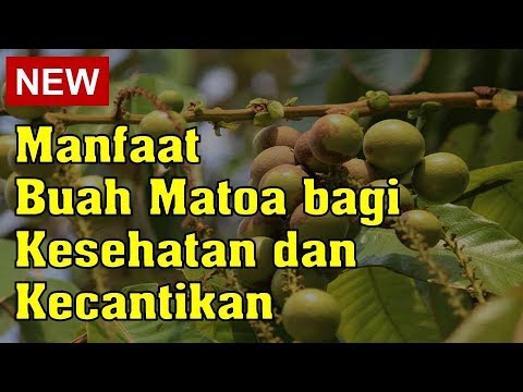Manfaat Buah Matoa bagi Kesehatan dan Kecantikan