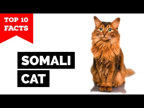 Somali Cat- TOP 10 FACTS