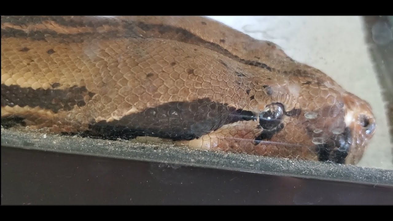 Snake Bite Part 2 Video