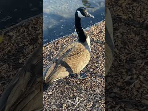 Goose is posing to picture