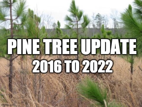 2022 Pine Tree Growth Update