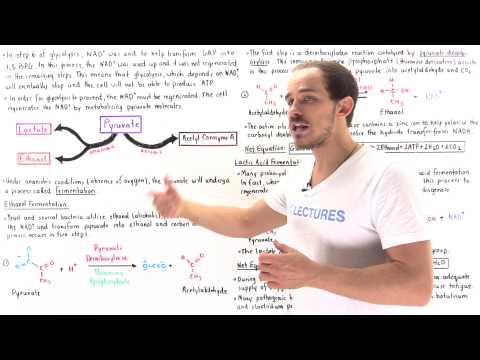 Ethanol and Lactic Acid Fermentation