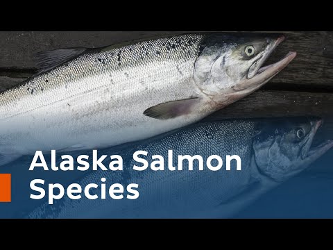 Alaska Seafood U® Series: Alaska Salmon Species