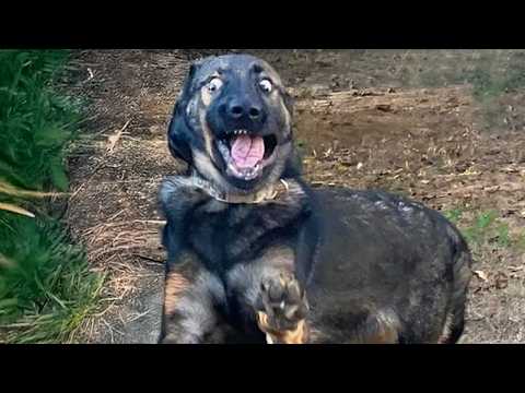 Animals Being Over Dramatic Who Deserve An Oscar ð Funniest ANIMAL Videos
