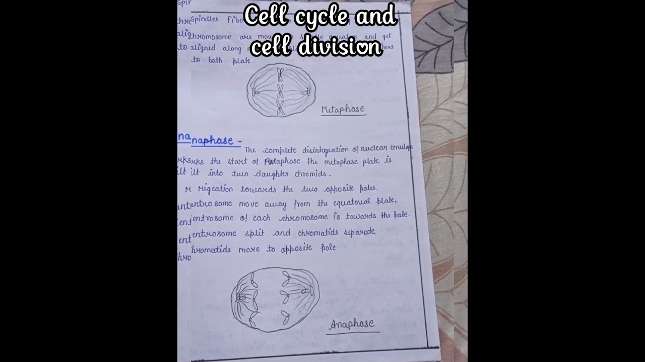 cell cycle and cell division Assignment #bscnursing #medical #medico ✨