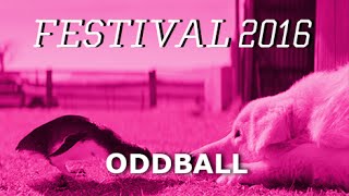 Oddball - movie: where to watch stream online