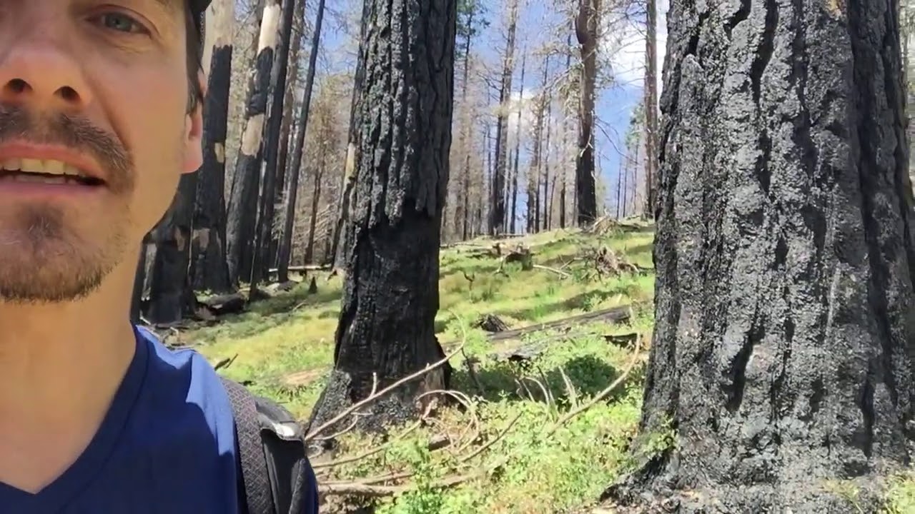 Secondary Succession after a Forest Fire