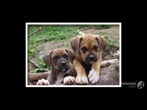 Spanish Bulldog Dog breed