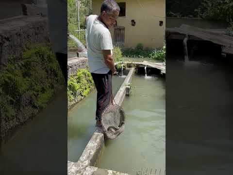 Trout fish farming in HP 🐠 #trout farming#youtubeshorts #shorts video #viral#shorts