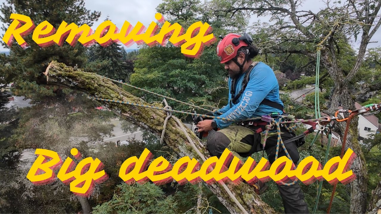 Dying Locust Tree  | Hazard Mitigation (Certified Arborist)