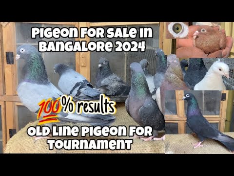 Old line Pigeon for Sale in Bangalore 2024/ sold out