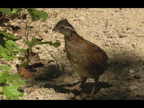 Quail Release 2019
