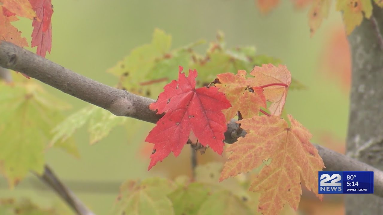 Reserves or management: how should Bay State protect forests?