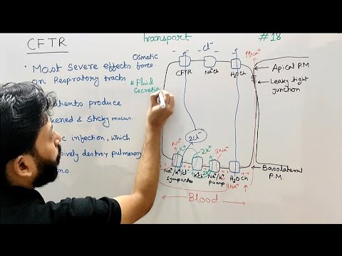CFTR protein: Cystic Fibrosis; How mutation of CFTR cause Pulmonary dysfunction