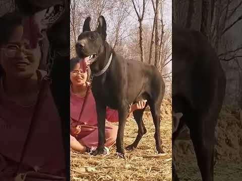 This dog is creating the new generation 605