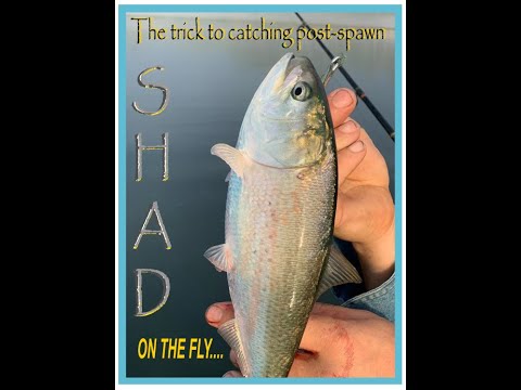 The Trick To Catching Post-Spawn Shad! ON A FLY ROD!