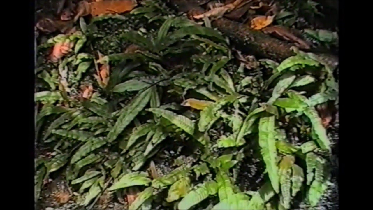 Leptochilus (Microsorum) pteropus (Blume) Copel. - BAP