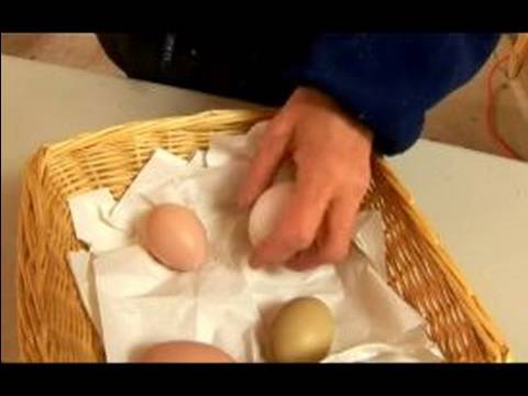 Understanding Chickens & Eggs : Types of Chicken Eggs
