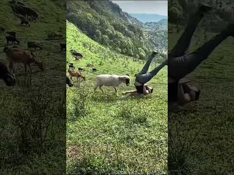Sheep Headbutts Silly Farmer In Field