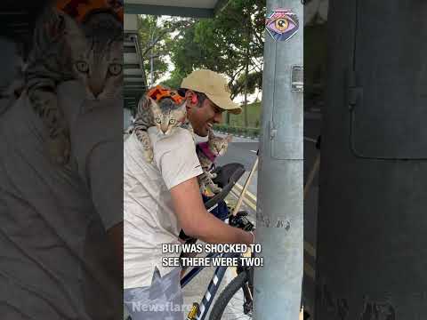 Meow-torcycle Gang: This Cyclist & His Cats Are the Coolest Trio on the Road!