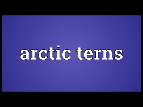 Arctic terns Meaning