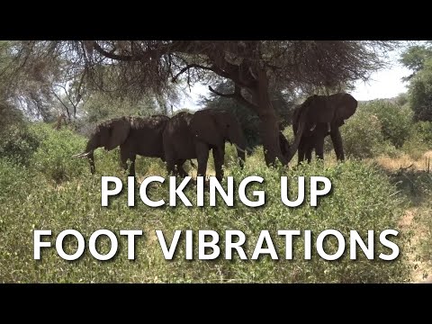 Elephants can distinguish seismic vibrations by elephants and humans