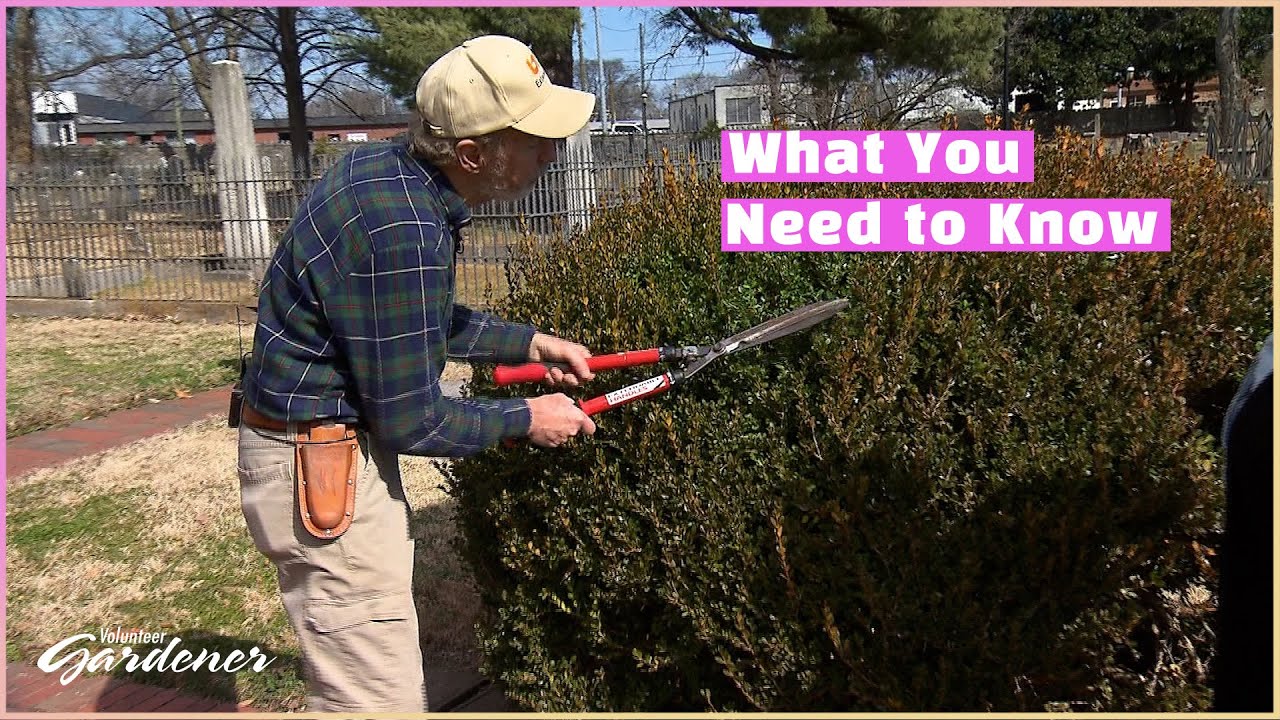 Boxwood Pruning | Volunteer Gardener