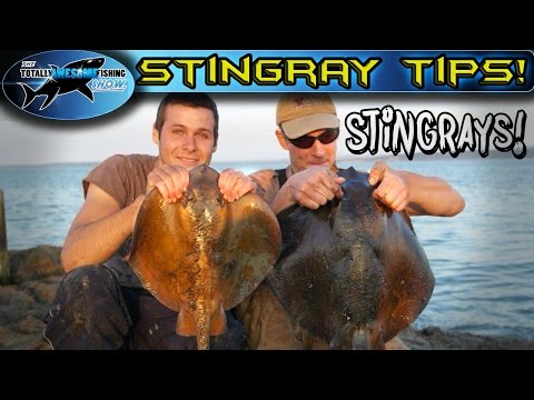Video: How to catch Stingray | memancinguk's Blog