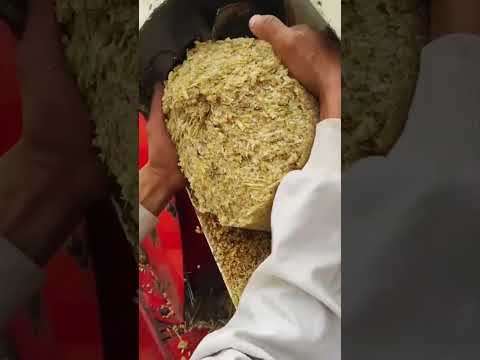 The process of removing the milled wheat from the harvester