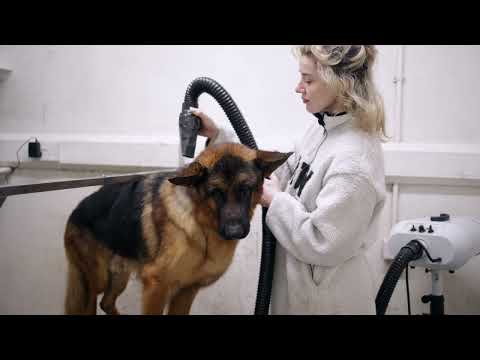 Grooming a Showline German Shepherd