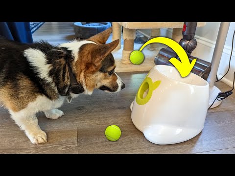 Mini Dog Tennis Ball Launcher | Indoor Demo and Review!