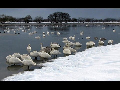 Swan Lake bird watching at Hyoko Lake in Niigata | Niigata Onsen Hotel ...
