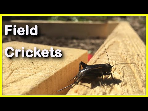 What is about FIELD CRICKETS? | Micro-documentary